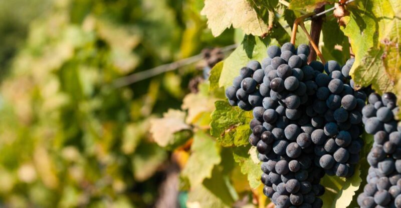 Wine Tasting and Typical Tastings in the Val di Noto - Tasting and Food Pairing: A Foodies Dream