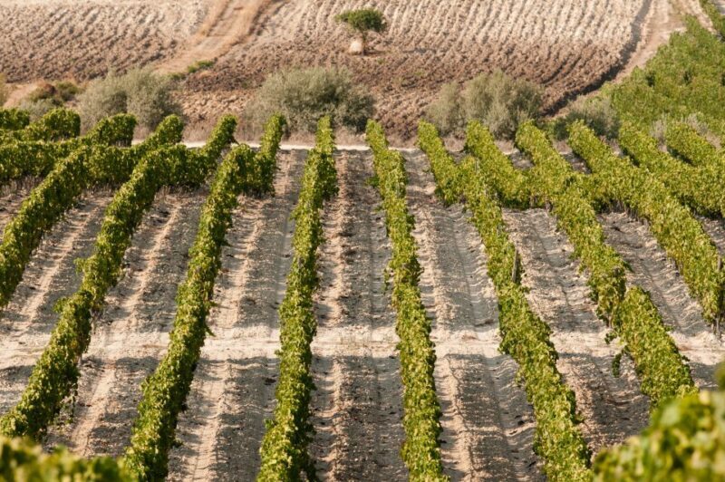 Wine Tasting and Typical Tastings in the Val di Noto - Who Is This Tour Best For?