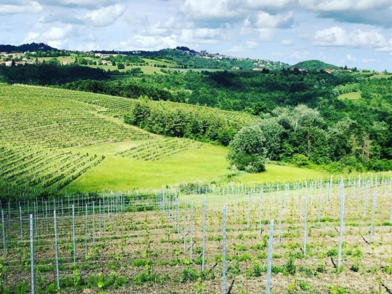 Wine Tasting and Winery Visit near Asti and Turin - How It Feels to Be on This Tour
