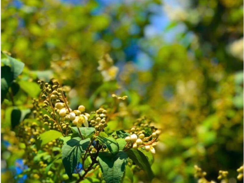 Wine Tasting and Winery Visit near Asti and Turin - FAQ