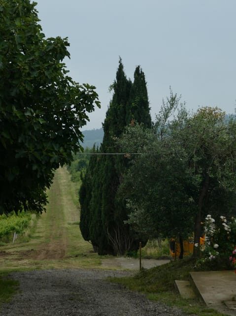 Wine tasting at Terre Rosse Vallania: History, Nature, Tradition. - Key Points