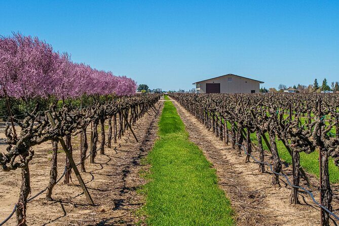Wine Tasting Audio Tour - Lodi California - Practical Considerations
