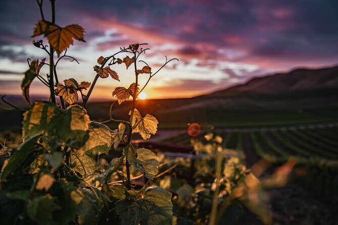Wine Tasting Audio Tour - Paso Robles CA - An In-Depth Look at the Paso Robles Wine Tasting Audio Tour