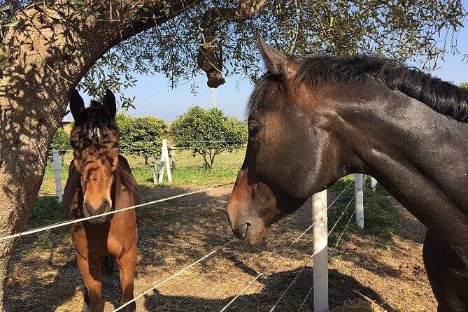 Wine tasting experience in the Apulian countryside - FAQ: Your Practical Questions Answered