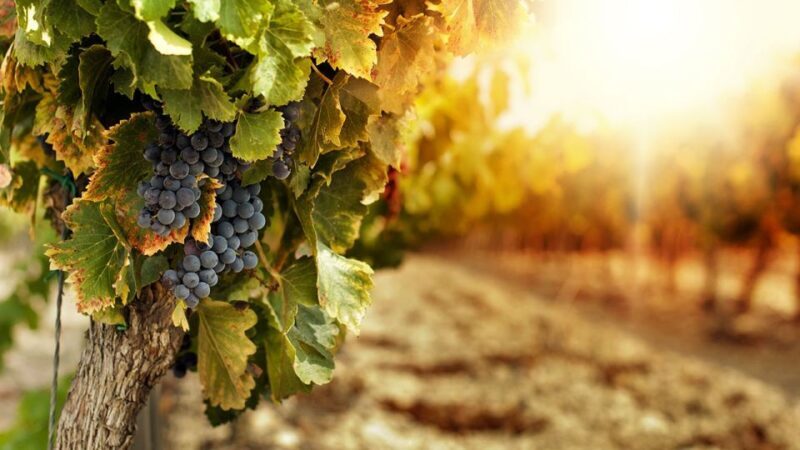Wine tasting experience in the Apulian countryside! - What’s Included and How It’s Structured