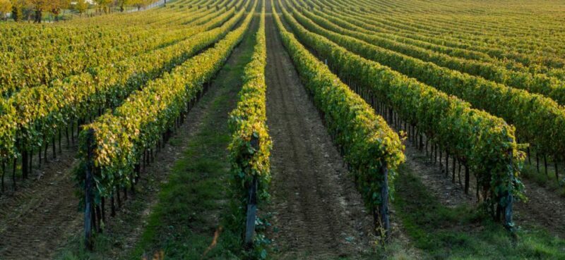 Wine tasting experience in the Apulian countryside! - Authenticity and Educational Value