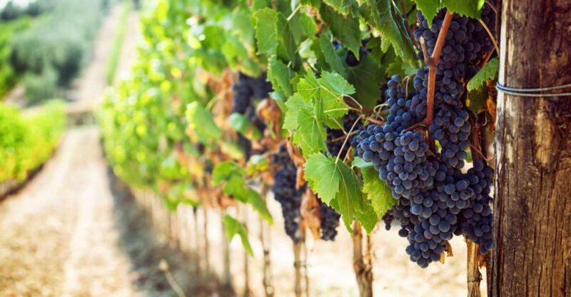 Wine Tasting Experience In The Vesuvius Wineries - Practical Tips for Travelers
