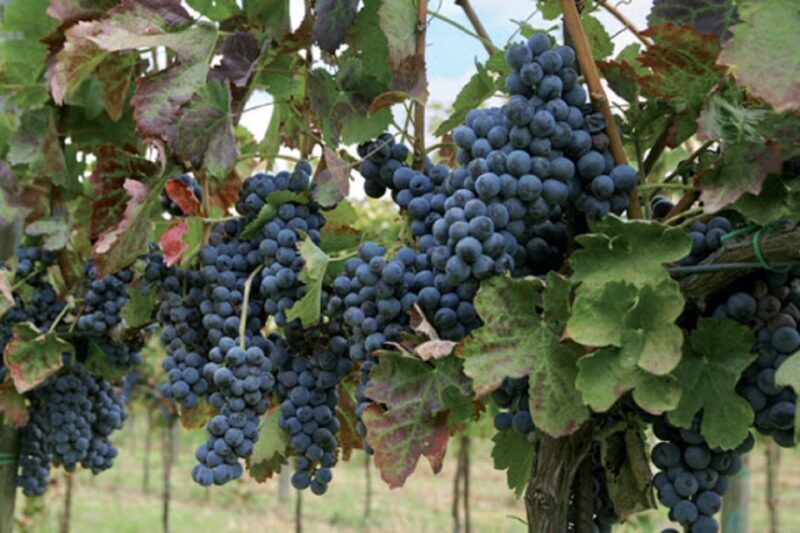 Wine Tasting Experience on the slopes of Vesuvius - The Experience in Detail