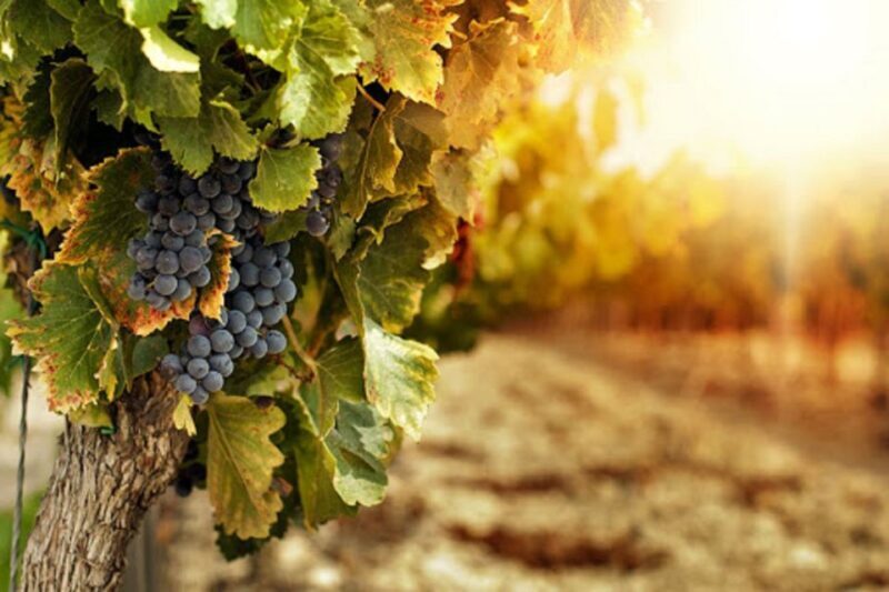 Wine Tasting Experience on the slopes of Vesuvius - Practical Tips for Visitors