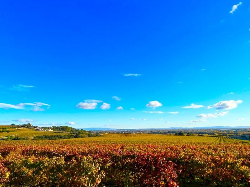Wine tasting in Châteauneuf du Pape - The Sum Up: Is This Tour Worth It?