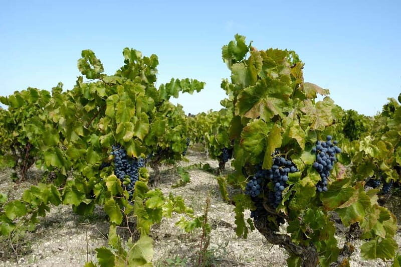 Wine tasting in the cellar - Key Points