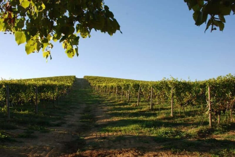 Wine Tasting in the Heart of Monferrato - Classic - Who Would Enjoy This Tour?