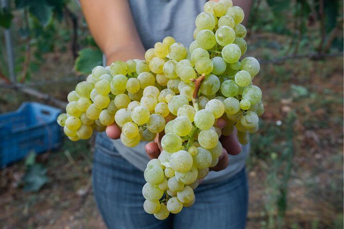 Wine tasting in Vieste - A Satisfying Sip in Vieste: Wine Tasting at Tenuta Padre Pio