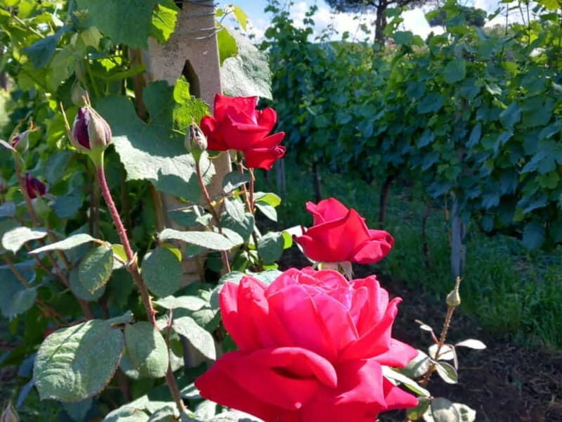 Wine Tasting & Medieval Town Visit at Castelli Romani - An In-Depth Look at the Tour Itself