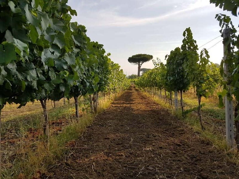 Wine Tasting & Medieval Town Visit at Castelli Romani - The Sum Up