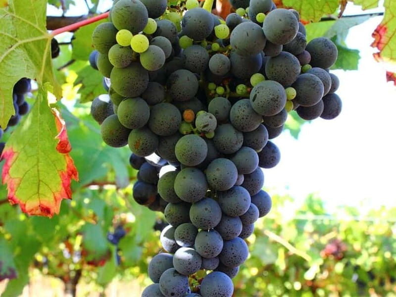 Wine Tasting & Medieval Town Visit at Castelli Romani - FAQ