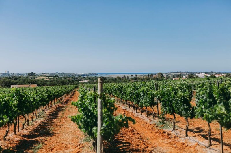 Wine Tasting Off-Road Tour - The Ride: Off-Roading Through Algarve’s Hidden Gems