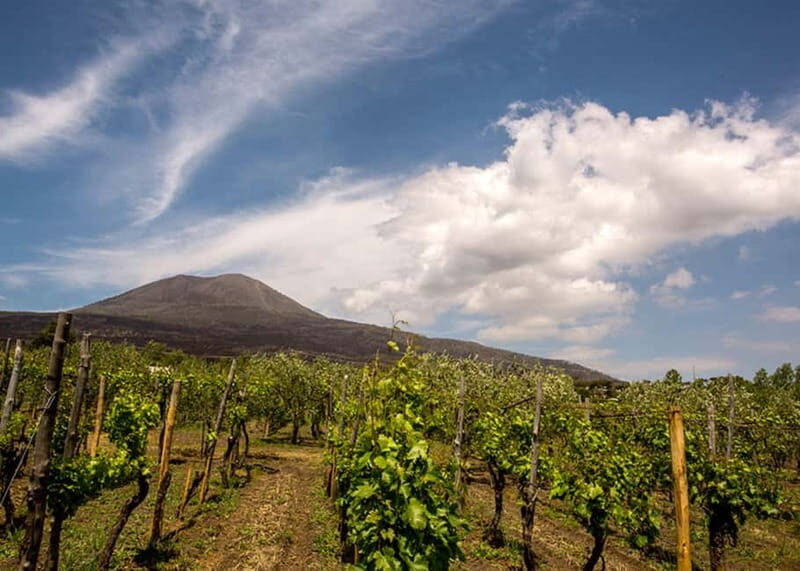 Wine Tasting on Mt. Vesuvius - Authenticity and Learning