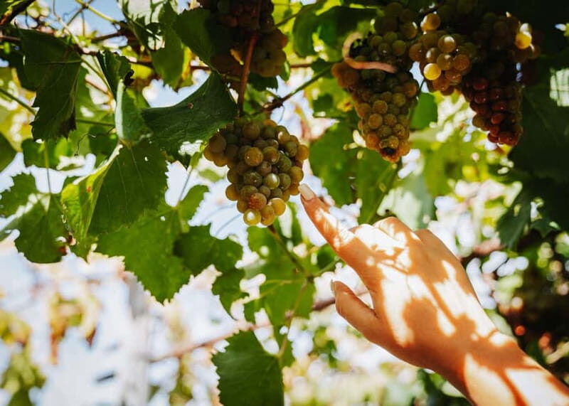 Wine Tasting on Mt. Vesuvius - Analyzing the Price and Overall Value