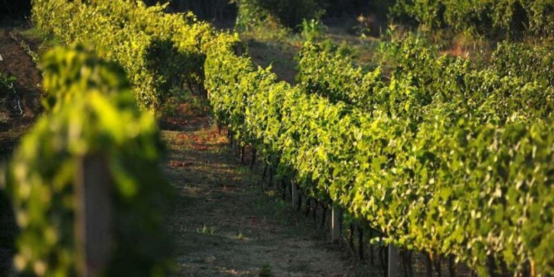 Wine tasting on Peninsula Peljeac wine tour from Dubrovnik - Authentic, Affordable, and Scenic