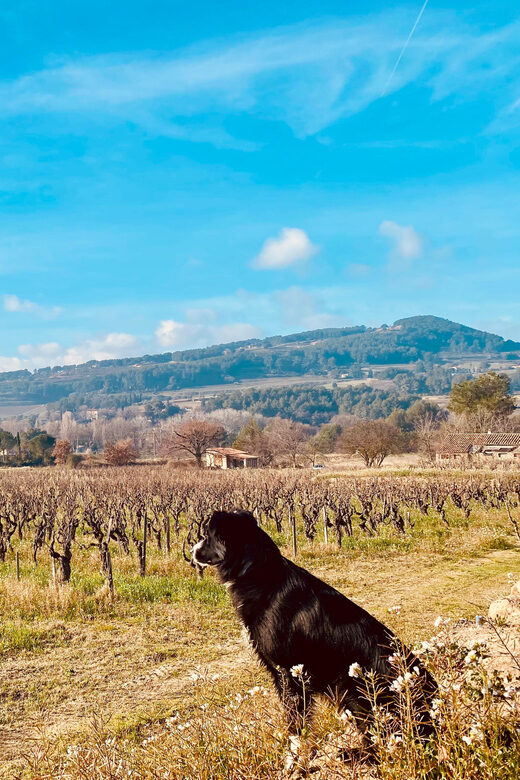 Wine Tasting Saint-Florent & Patrimonio - Why This Tour Stands Out