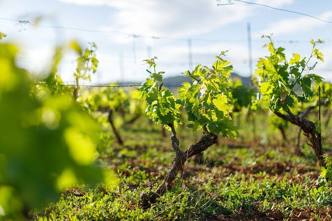Wine Tasting Tour - Scenic Stops and Cultural Insights