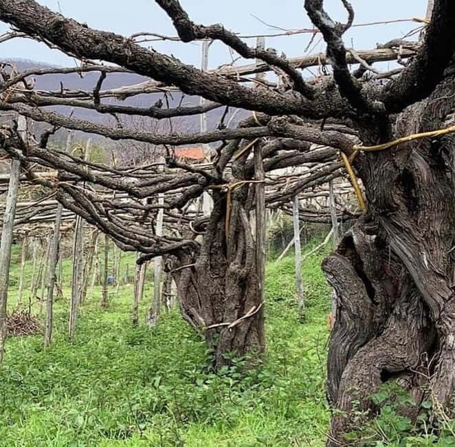 Wine tasting tour and traditional lunch in the hills of the Amalfi Coast - Key Points