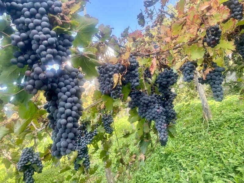 Wine tasting tour and traditional lunch in the hills of the Amalfi Coast - An In-Depth Look at the Experience