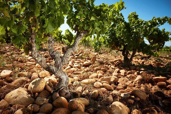 Wine Tasting Tour at Châteauneuf du Pape - What You Can Expect from This Tour
