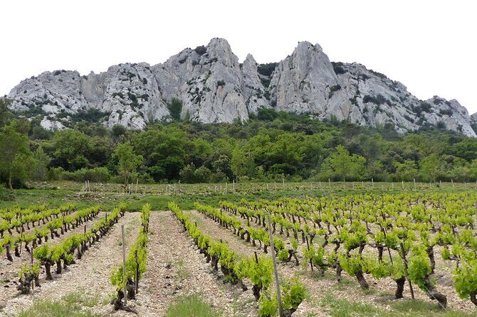 Wine Tasting Tour at Châteauneuf du Pape - Practical Details: Transportation, Timing, and Group Size