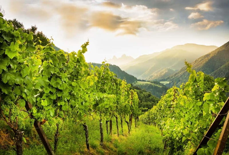 Wine Tasting Tour: Journey to South Tyrols Finest Wines - An In-Depth Look at the Experience