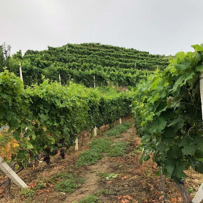 Wine tasting tour, Optional wine yard tour and kayak rides - Who Will Appreciate This Tour Most?