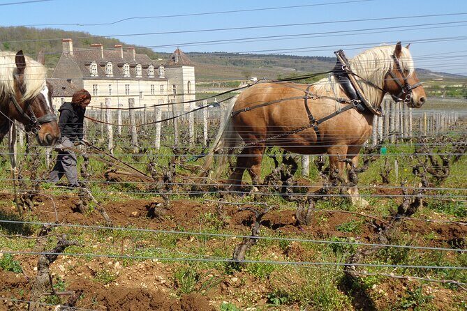 "Wine tasting tours in Burgundy" - FAQ
