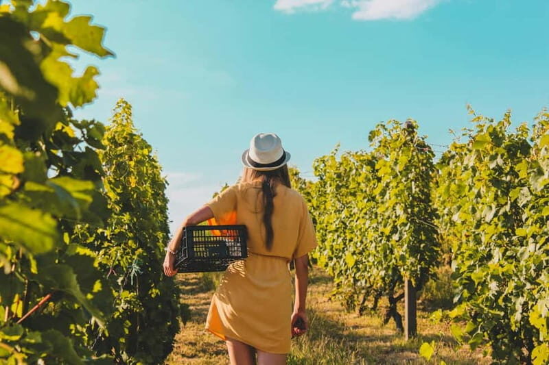 Wine Tasting & Vineyards Escape near Tirana - A Closer Look at the Experience