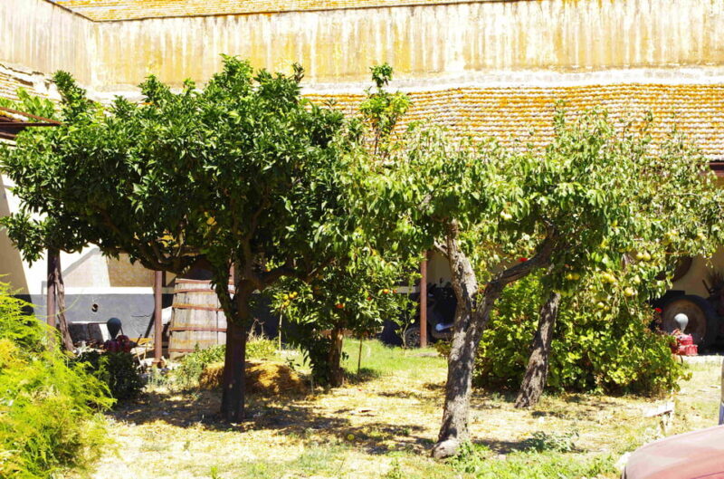 Wine Tasting whit Painting Lesson in Baglio Florio - Key Points