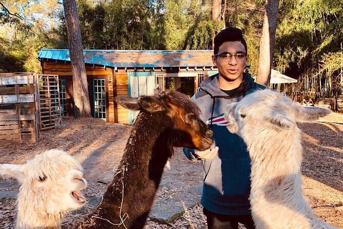 Wine Tasting with Llamas, Alpacas and Guanacos - Key Points