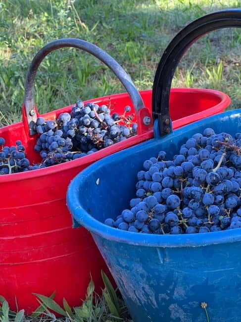 Wine Tasting with Local Food near Montepulciano - FAQs