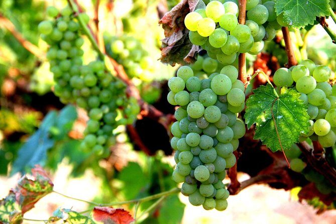 Wine Testing Tour in Taunggyi, Myanmar - An In-Depth Look at the Wine Testing Tour in Taunggyi