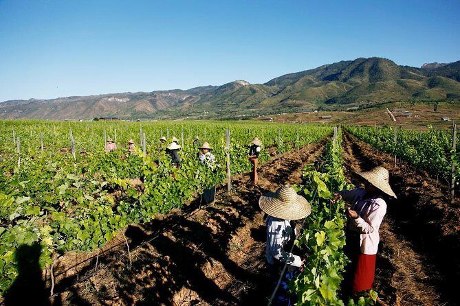 Wine Testing Tour in Taunggyi, Myanmar - Who Will Enjoy This Tour?