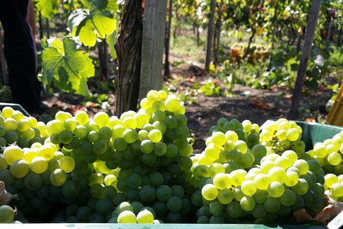 Wine Tour and Lunch with Winetasting and Vineyard Visit - Exploring the Best of Naples Countryside with a Wine Tour and Lunch