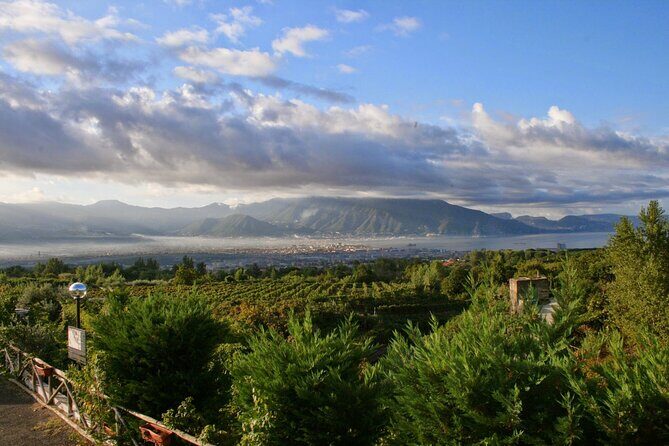 Wine Tour and Lunch with Winetasting and Vineyard Visit - Who Will Love This Tour?