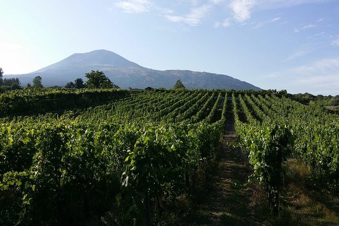 Wine Tour and Lunch with Winetasting and Vineyard Visit - Final Thoughts: A Well-Rounded, Genuine Taste of Italian Wine