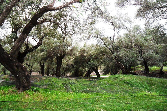 Wine Tour and Olive Tasting- Small Group Tour - Authentic Experiences and Authenticity