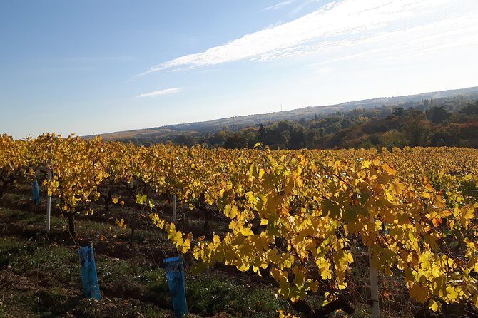 Wine tour and tasting at domain FL - Who Will Enjoy This Tour the Most?