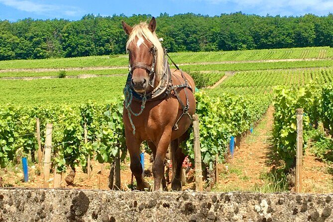 Wine tour and tasting in Burgundy - Practical Considerations