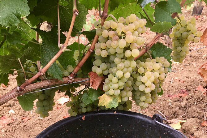 Wine tour and tasting in Burgundy - Authentic, Informative, and Enjoyable