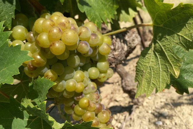 Wine Tour Bandol & Cassis from Marseille - An Overview of the Experience