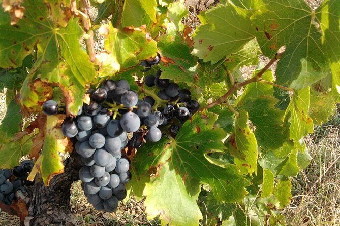Wine Tour Bandol & Cassis from Marseille - Final Thoughts