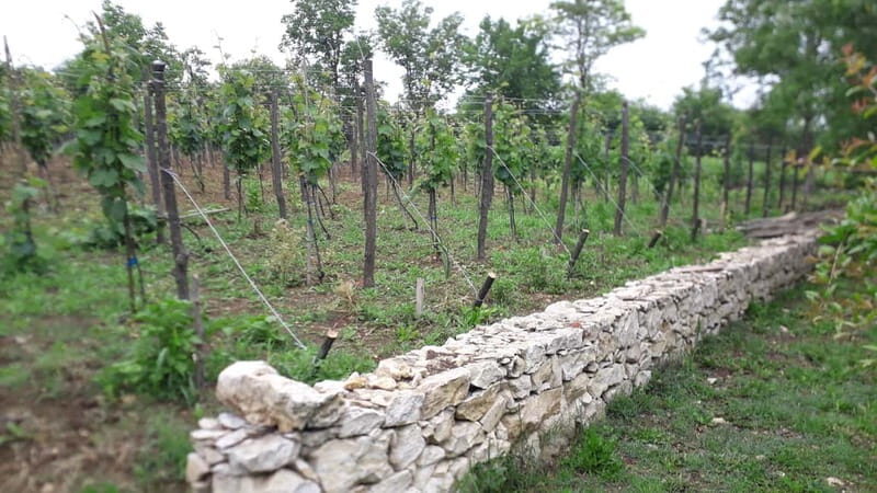 Wine Tour by Winemaker - Final Thoughts — Who Should Consider This Tour?