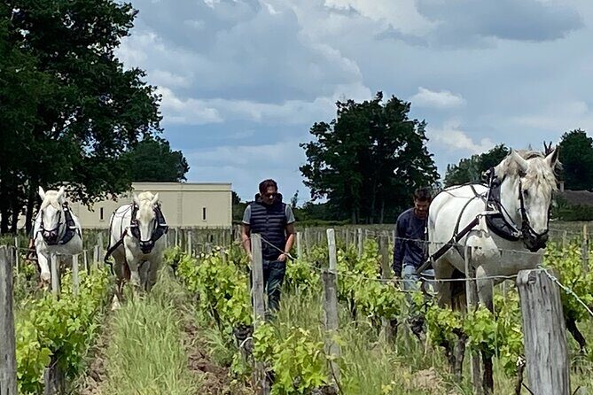 Wine Tour - Château Labrie Saint Emilion Grand Cru - What the Tour Entails – A Genuine Peek into Family Winemaking